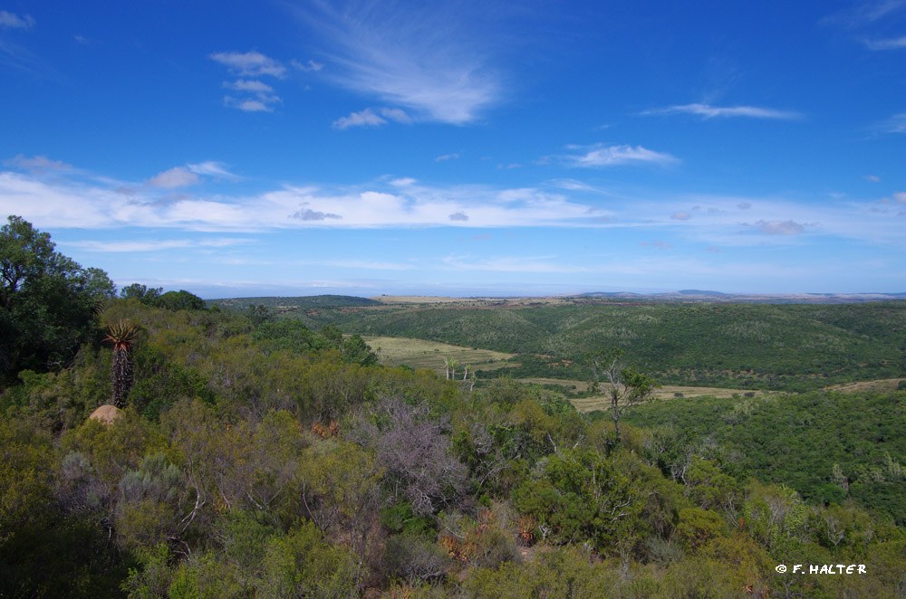 20 Great Safari Photos | Kariega Game Reserve