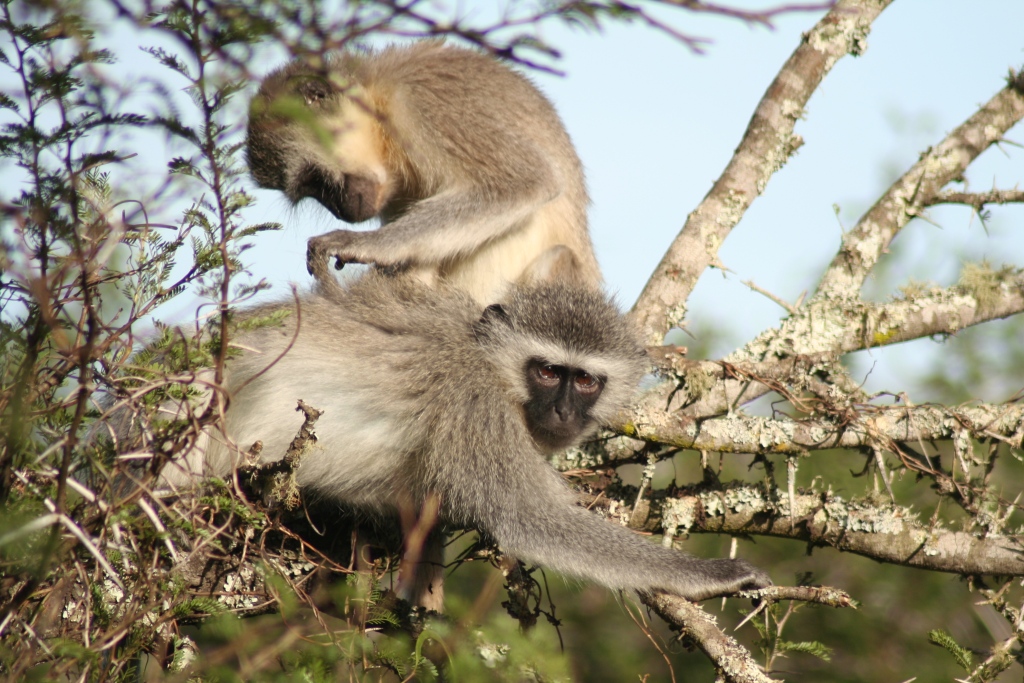 South Africa Safari Lodge Directions | Kariega Game Reserve