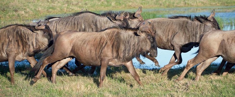 Top 10 Safari Animal Collective Names | Kariega Game Reserve Top 10 Safari Animal Collective Names | Kariega Game Reserve